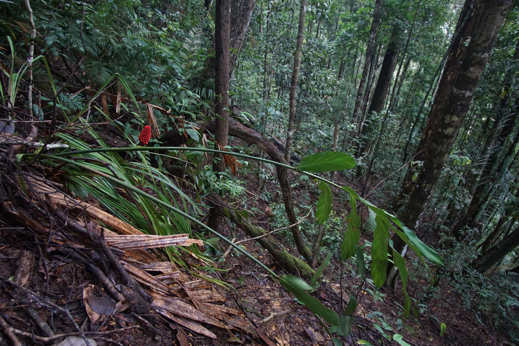 Borneo | Fieldtrip | Vertical Garden Design