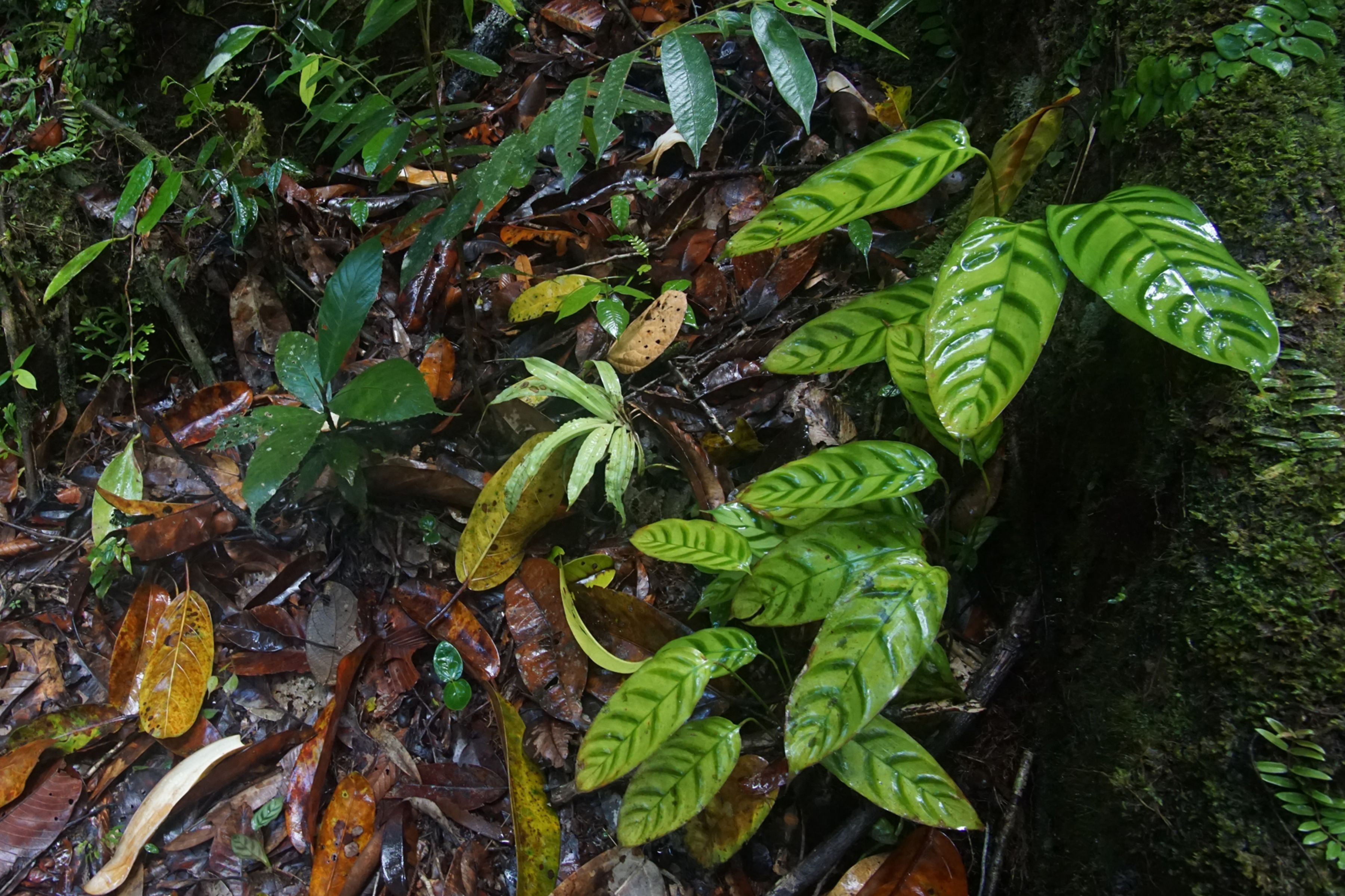 Borneo | Fieldtrip | Vertical Garden Design