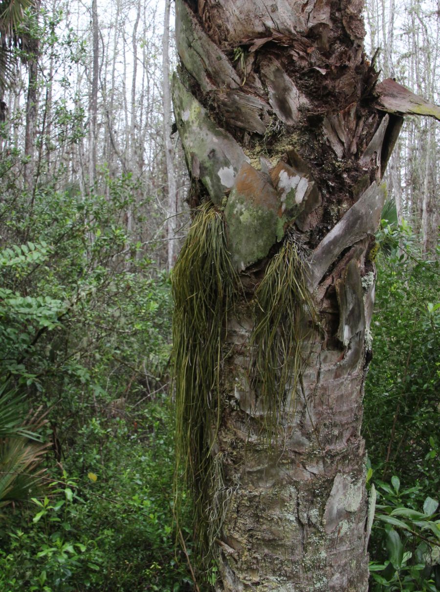 Florida :: Vertical Garden Design
