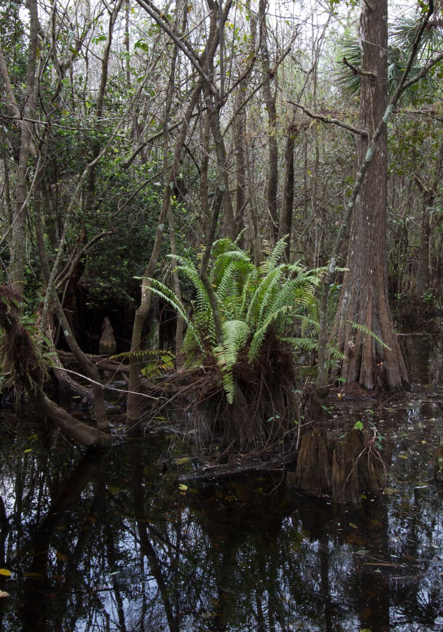 Florida :: Vertical Garden Design