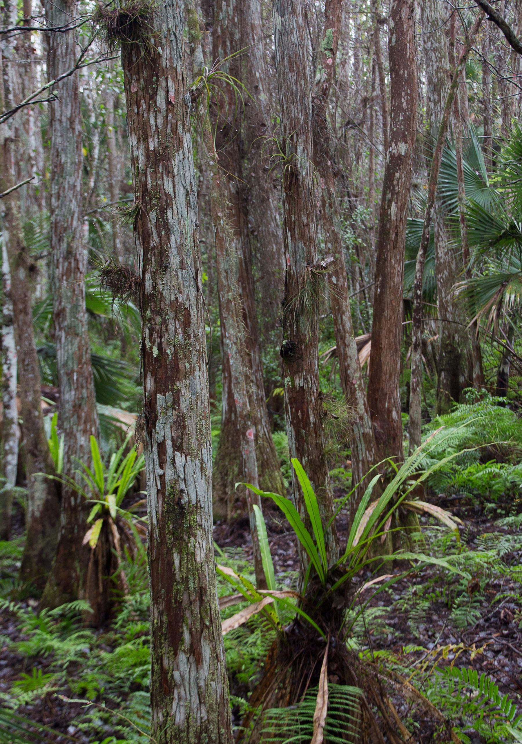 Florida :: Vertical Garden Design