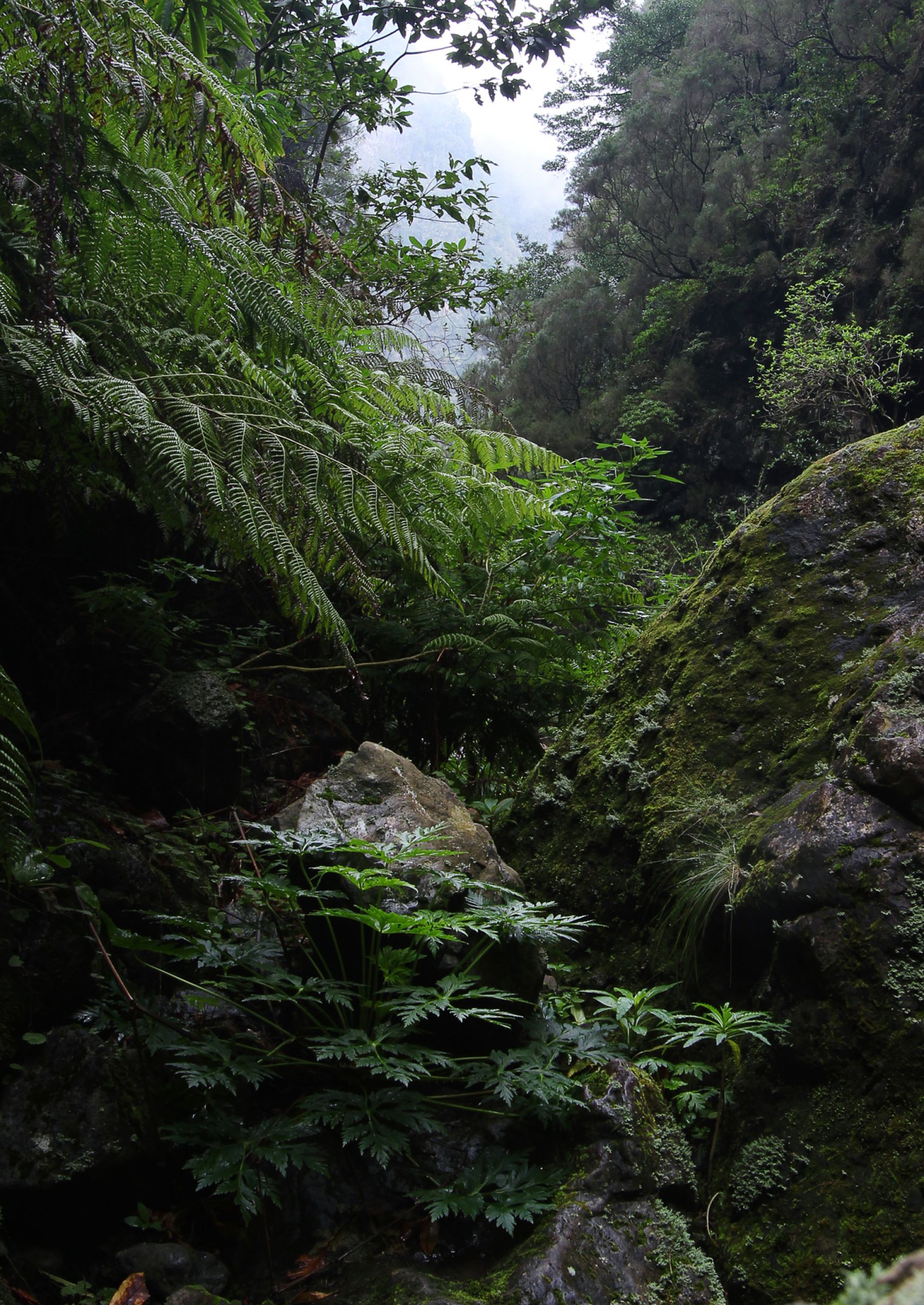Madeira :: Vertical Garden Design